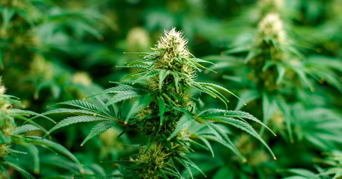 Cannabis Hashtags: Elevate Your Green Game